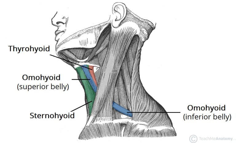 Sternohyoid - Attachments - Actions -TeachMeAnatomy