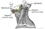 Mylohyoid - Actions - Attachments - TeachMeAnatomy