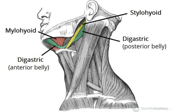 Muscles of the Abdomen - TeachMeAnatomy