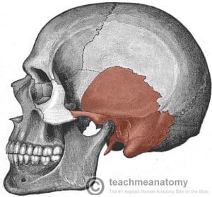 Skull Bones | Cranial and Facial Skeleton – TeachMeAnatomy