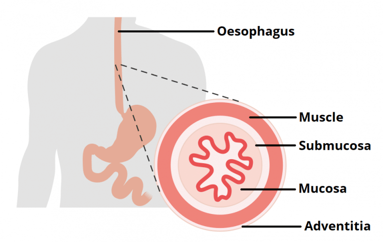 The Oesophagus - Location - Sphincters - TeachMeAnatomy