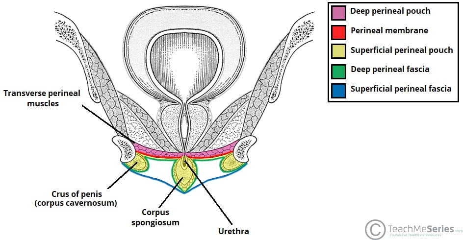The Perineum Boundaries Contents Innervation TeachMeAnatomy The Perineum Boundaries Contents Innervation TeachMeAnatomy