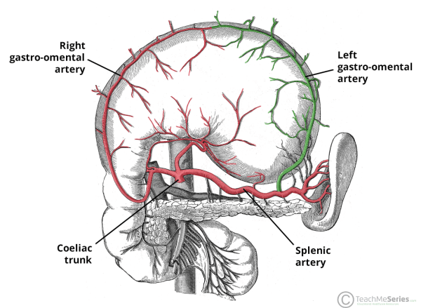 Left Gastroepiploic Artery - Course - Supply - TeachMeAnatomy