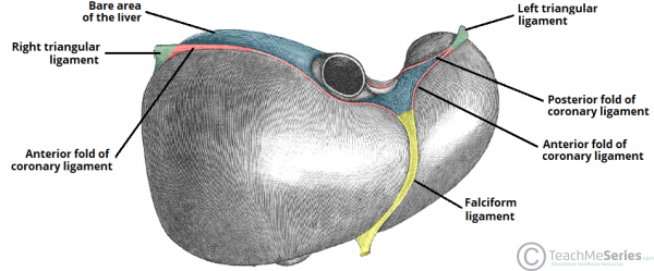 The Liver - Lobes - Ligaments - Vasculature - TeachMeAnatomy