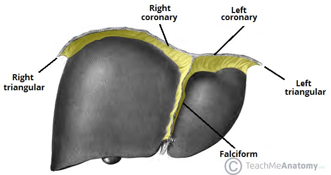 The Liver - Lobes - Blood Supply - TeachMeAnatomy