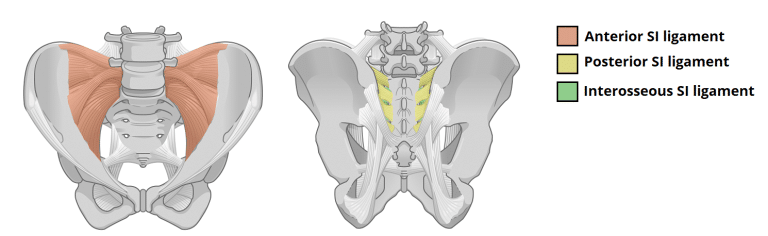 The Sacroiliac Joint - Surfaces - Ligaments - TeachMeAnatomy
