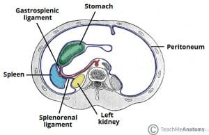 The Spleen - Position - Structure - Neurovasculature - TeachMeAnatomy