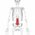 The Lumbar Spine - Joints - Ligaments - TeachMeAnatomy
