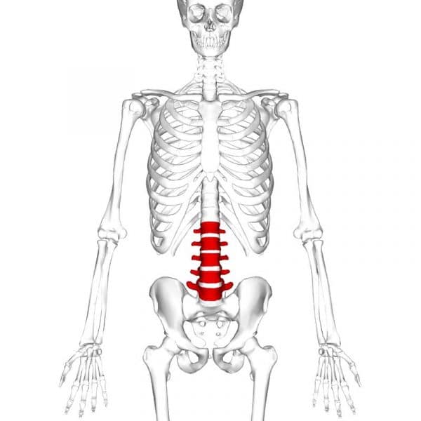 The Lumbar Spine - Joints - Ligaments - TeachMeAnatomy