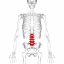 The Lumbar Spine - Joints - Ligaments - TeachMeAnatomy