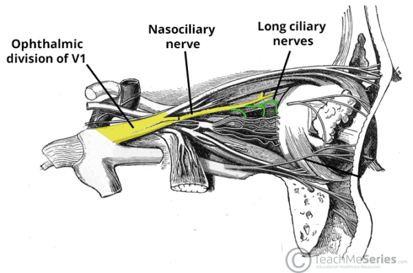 Long Ciliary Nerves - Course - Sensation - TeachMeAnatomy
