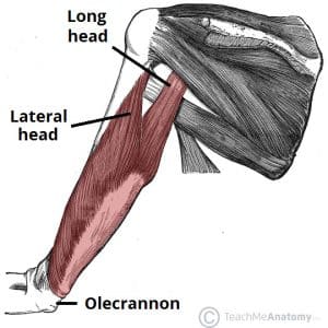 The Upper Arm Muscles – Anterior & Posterior Compartments