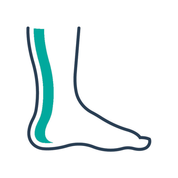 The Lower Limb - TeachMeAnatomy