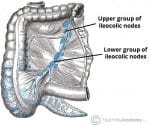 The Cecum - Position - Vasculature - TeachMeAnatomy