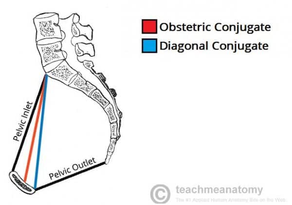 The Pelvic Girdle - Structure - Function - Assessment - TeachMeAnatomy
