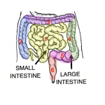 The Mesentery - Function - Structure - Vasculature - TeachMeAnatomy