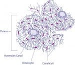 Ultrastructure of Bone - Components - Structure - TeachMeAnatomy