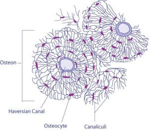 Ultrastructure of Bone - Components - Structure - TeachMeAnatomy