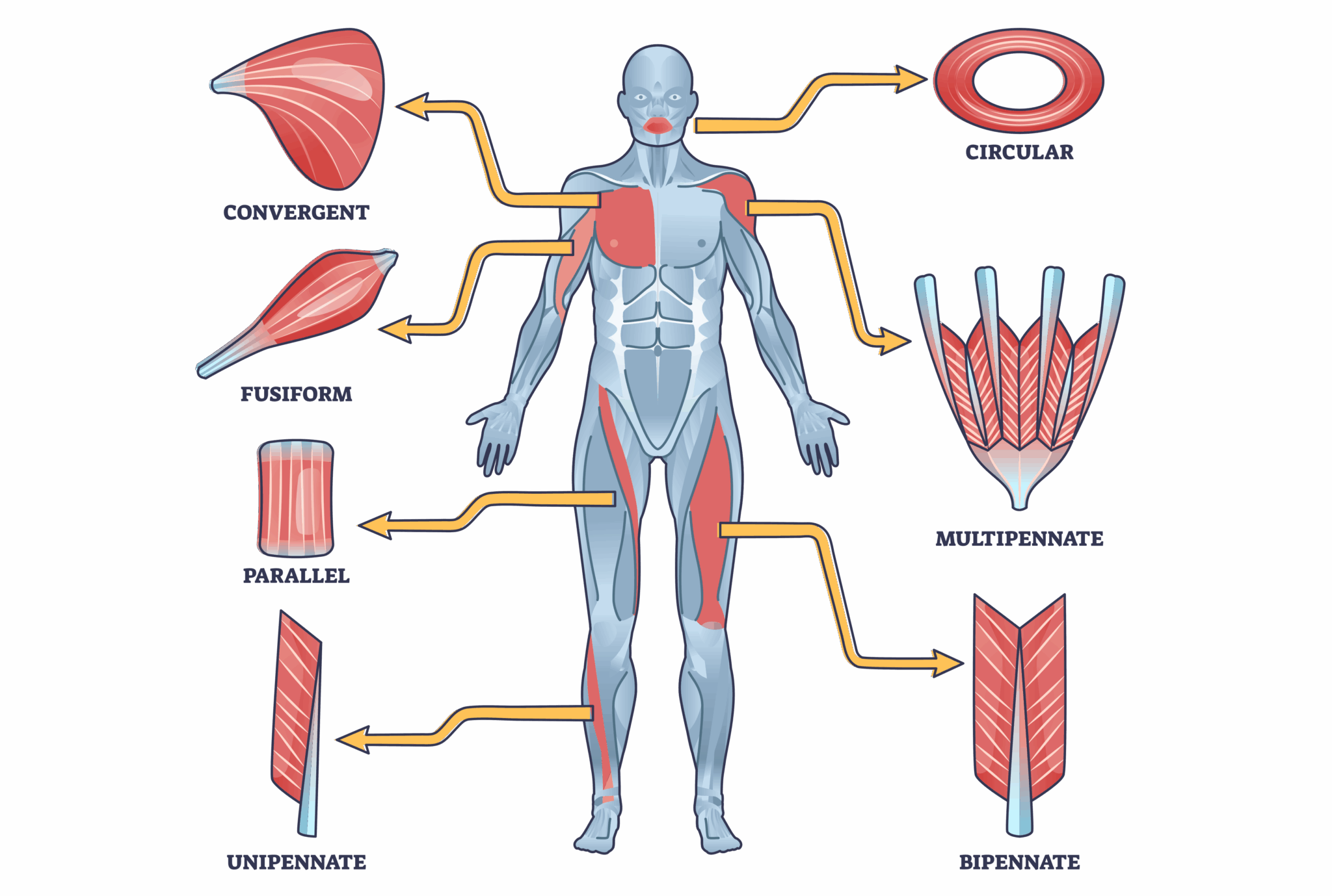 How to Learn Muscular Anatomy - Site - Shape - Action - TeachMeAnatomy