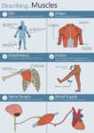 How to Learn Muscular Anatomy - Site - Shape - Action - TeachMeAnatomy