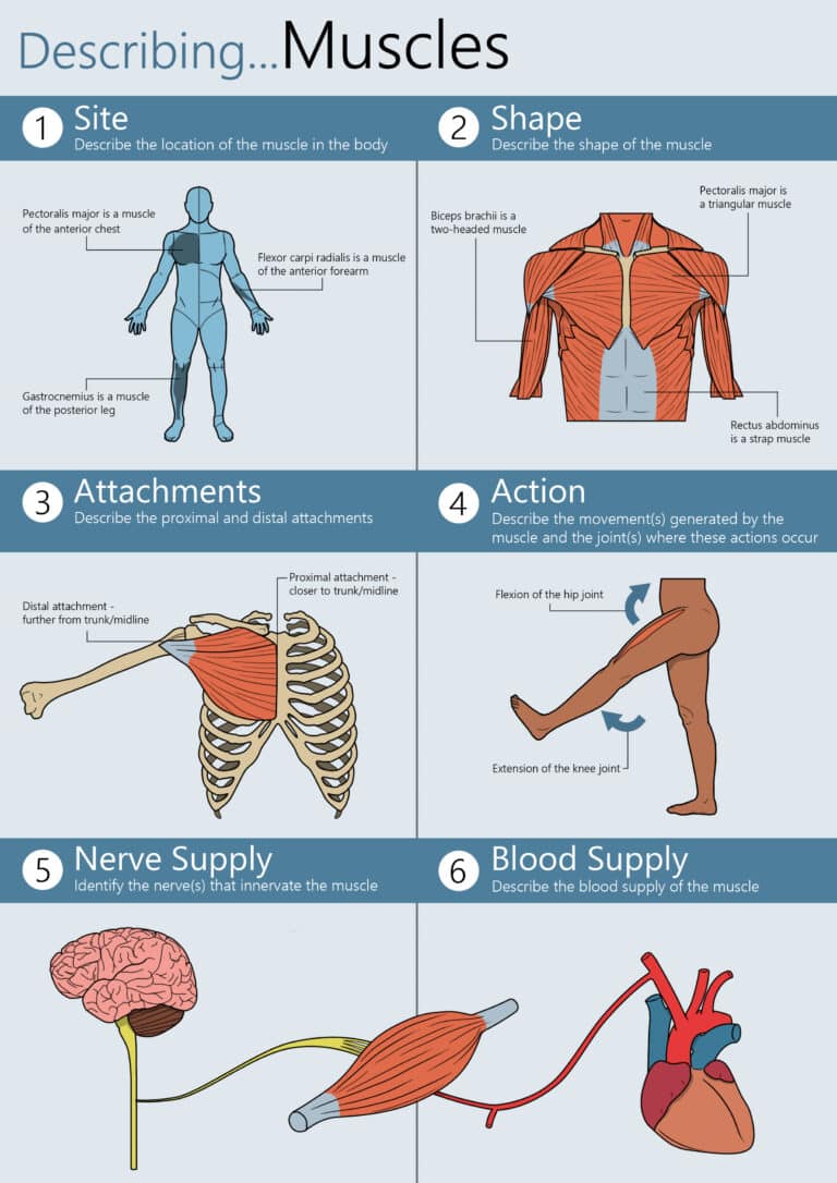 How to Learn Muscular Anatomy - Site - Shape - Action - TeachMeAnatomy