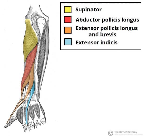 Extensor Indicis - Attachments - Actions - TeachMeAnatomy