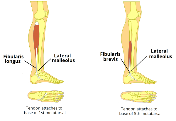 Muscles in the Lateral Compartment of the Leg - TeachMeAnatomy