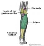 Soleus - Actions - Attachments - TeachMeAnatomy