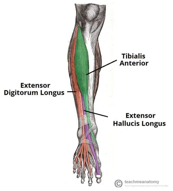 Human Upper Limb Anatomy - TeachMeAnatomy
