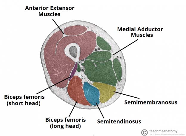 Biceps Femoris - Attachments - Actions - TeachMeAnatomy