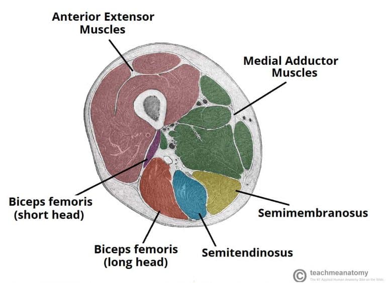 Semitendinosus - TeachMeAnatomy