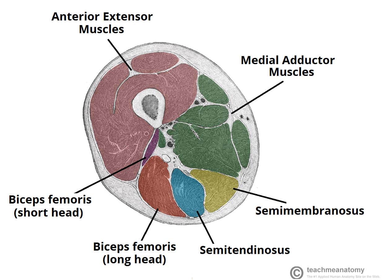Muscles Of The Posterior Thigh Hamstrings Damage TeachMeAnatomy