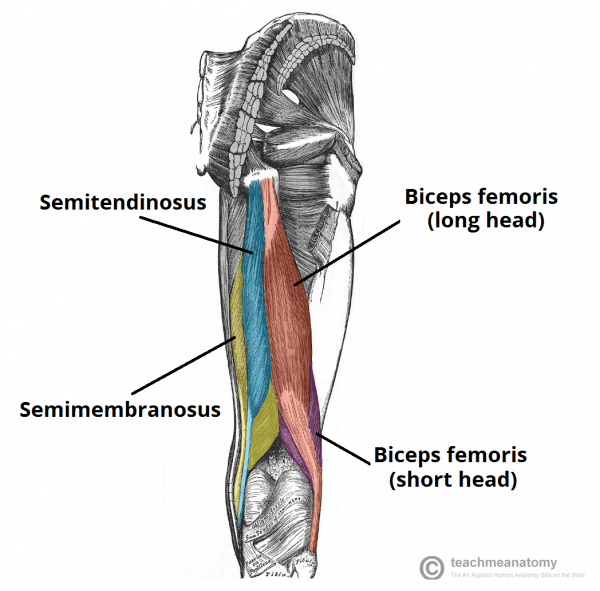 Muscles of the Head - TeachMeAnatomy