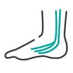 The Lower Limb - TeachMeAnatomy