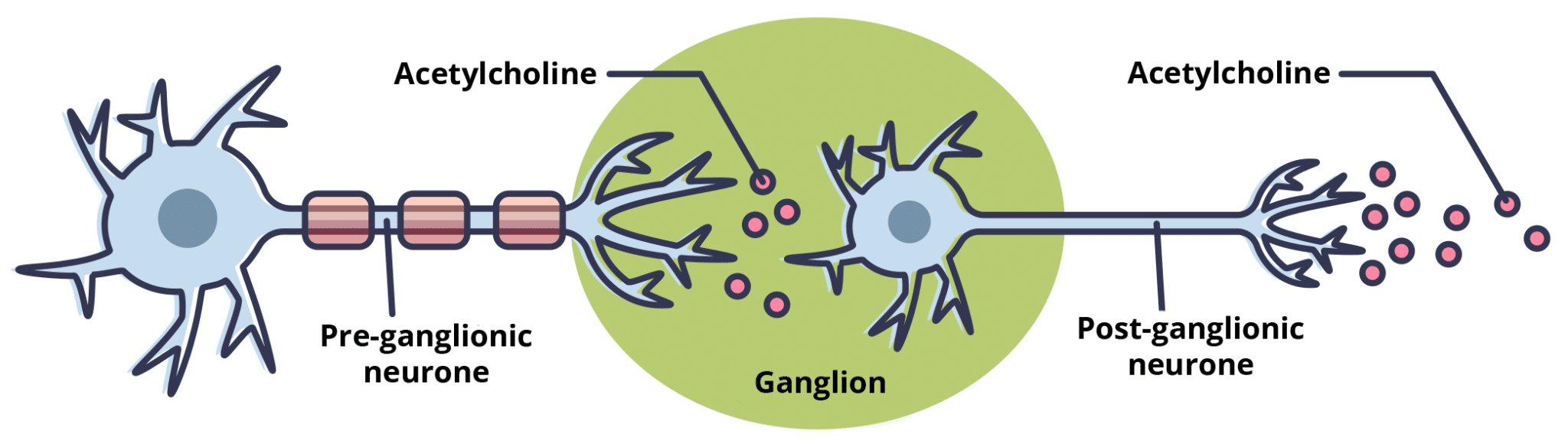 Parasympathetic Nervous System - Ganglia - Neurones - TeachMeAnatomy