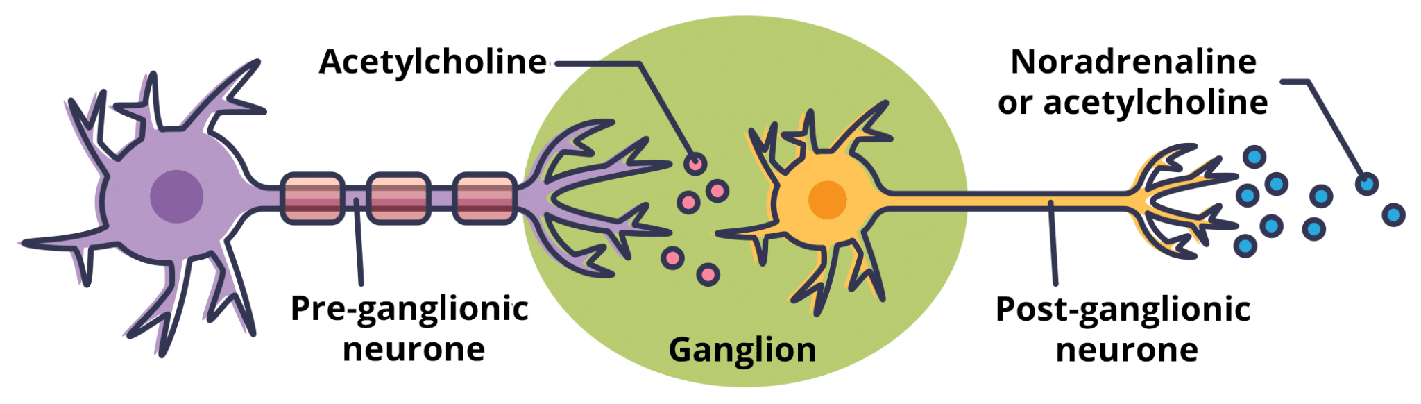 Sympathetic Nervous System - Structure - Chain - TeachMeAnatomy