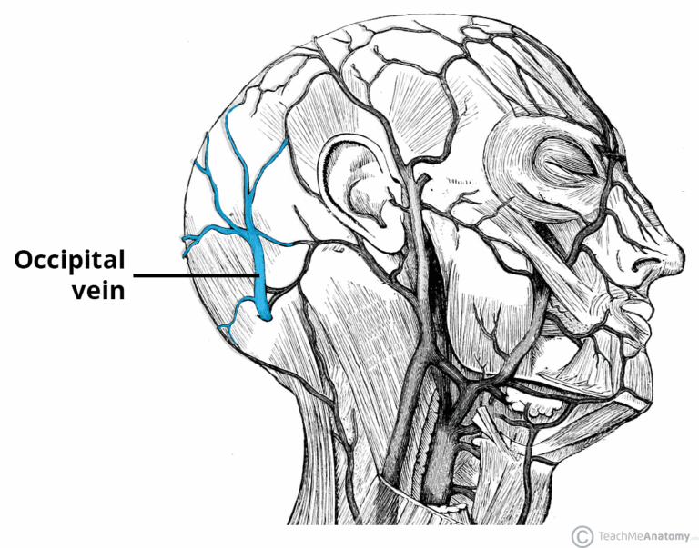 Occipital Vein – Course, Drainage, and Emissary Connections ...