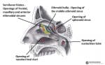 The Paranasal Sinuses - Structure - Function - TeachMeAnatomy