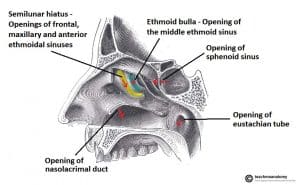 The Nasal Cavity - Structure - Vasculature - Innervation - TeachMeAnatomy