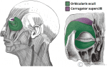 Orbicularis Oculi - Actions - Innervation - TeachMeAnatomy