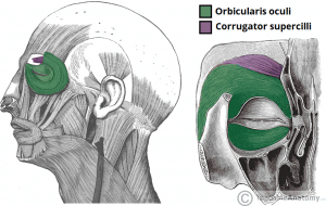 Orbicularis Oculi - Actions - Innervation - TeachMeAnatomy
