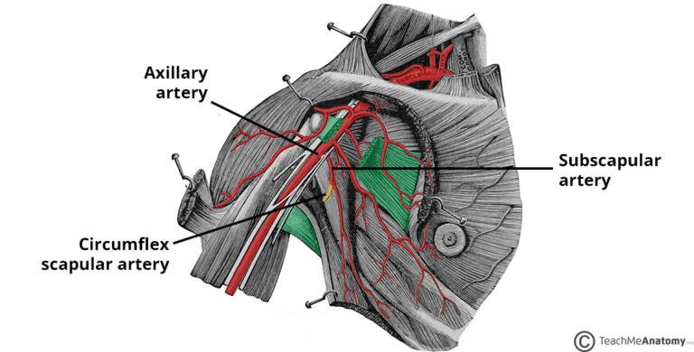 Circumflex Scapular Artery - Course - Supply - TeachMeAnatomy
