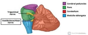 The Cranial Nerves | Functions and Pathways – TeachMeAnatomy