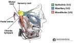 The Mandibular Division of the Trigeminal Nerve (CNV3) - TeachMeAnatomy