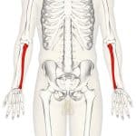 The Ulna - Proximal - Shaft - Distal - TeachMeAnatomy