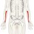 The Ulna - Proximal - Shaft - Distal - TeachMeAnatomy