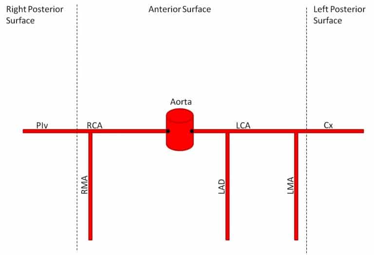 Coronary Arteries and Veins – Anatomy, Distribution, and Clinical ...