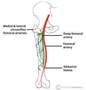 Medial Circumflex Femoral Artery - Course - Supply - TeachMeAnatomy