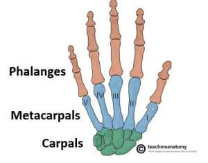 Bones of the Hand - Carpals - Metacarpals - Phalanges - TeachMeAnatomy