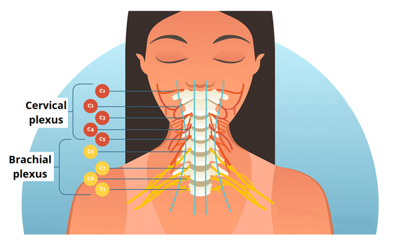 The Cervical Plexus - Spinal nerves - Branches - TeachMeAnatomy